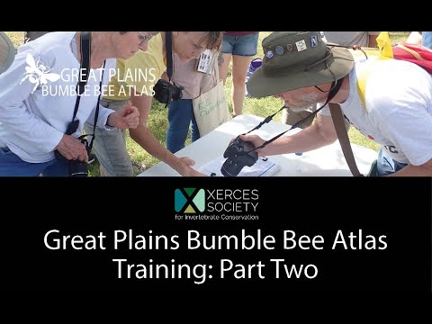 Great Plains Bumble Bee Atlas Training: Part Two - YouTube