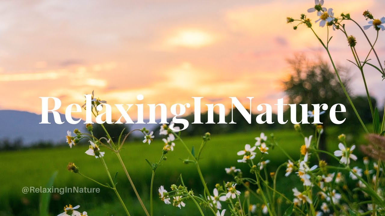 Unwind with the Best Nature Relaxing Music | Soothing Sounds for Stress ...