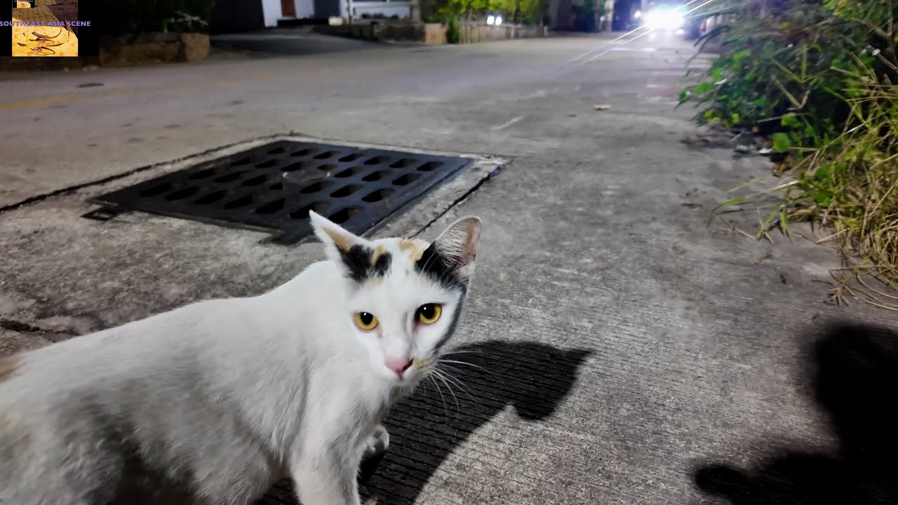 Little Cat Going Hunting in the Jungle at Night - YouTube