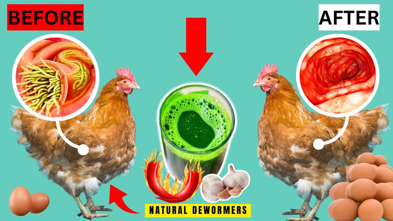 CHICKENS LAY MORE EGGS AFTER DEWORMING THEM IN JUST 10 DAYS | BEST ...
