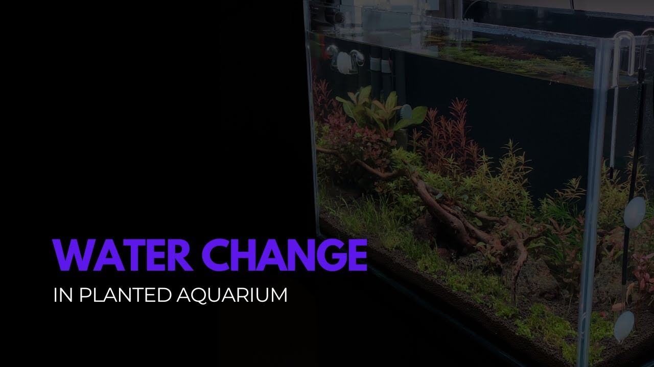 How I Do Water Change In My Planted Aquarium | Step-by-Step Guide ...