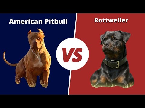 DOG KILLERS? - AMERICAN PITBULL TERRIER VS ROTTWEILER