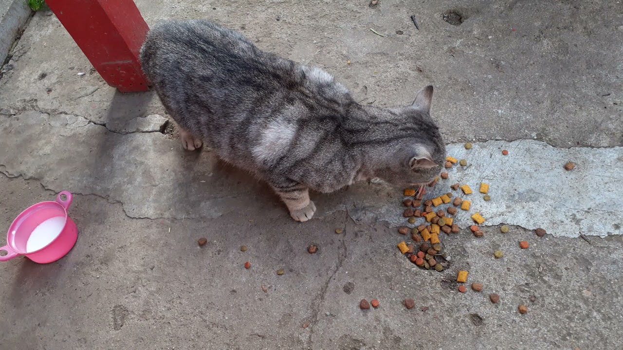 Pisica mănâncă boabe Whiskas - YouTube
