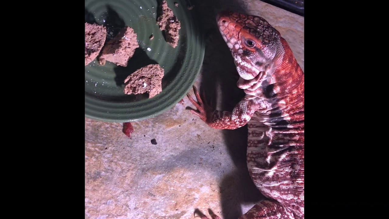 Red Male Tegu - YouTube