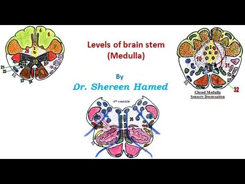practical brain stem levels : Medulla - YouTube