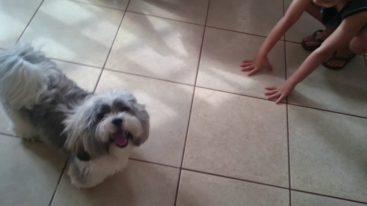 Meu Bob Shih-tzu - YouTube