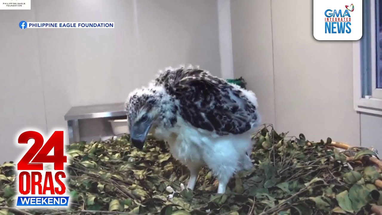 Kauna-unahang Philippine Eagle na documented ang unassisted natural ...