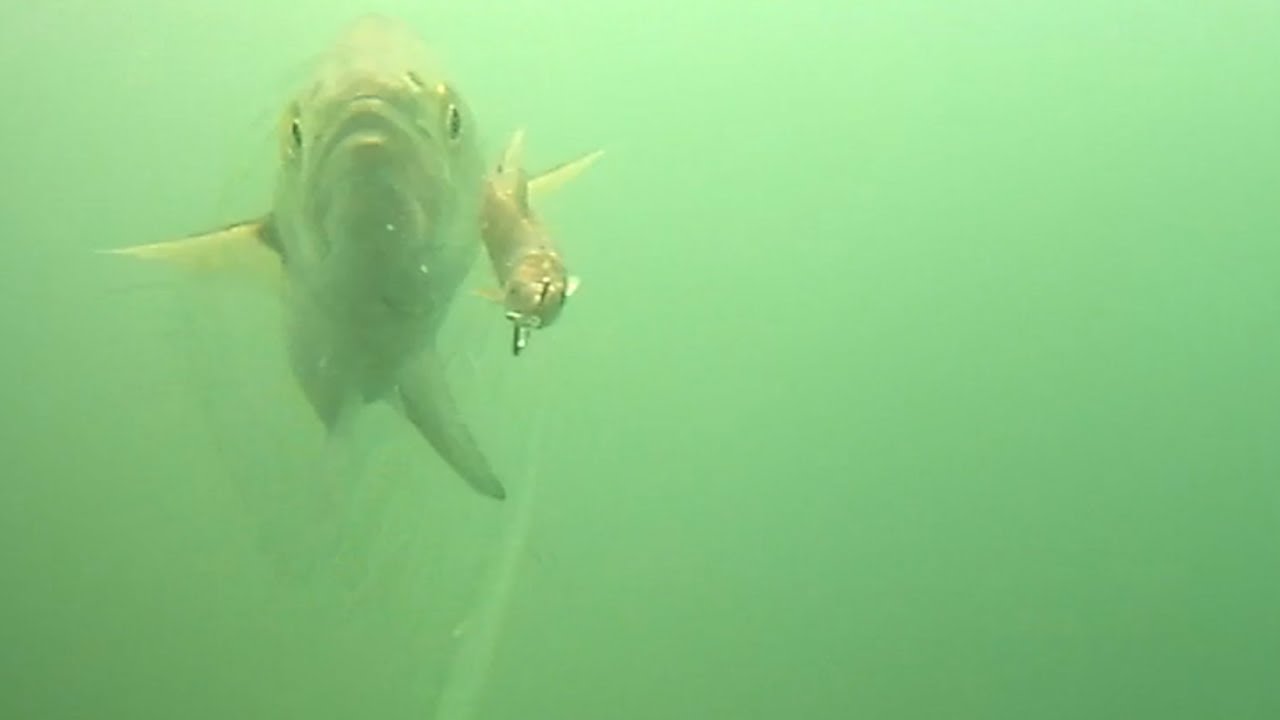 Exciting New Underwater Video Clip of Bluefish Chasing Live Bait - YouTube