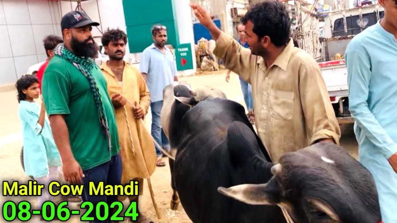 Baloch Bhai Nai Shikar Marlia 😱| Malir Mandi Karachi Cattle Update 08 ...