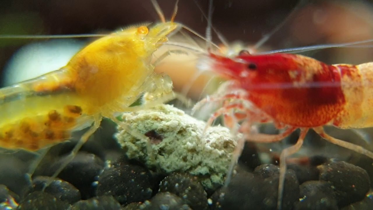 Berried Shrimp! What is what? Who is who? - YouTube