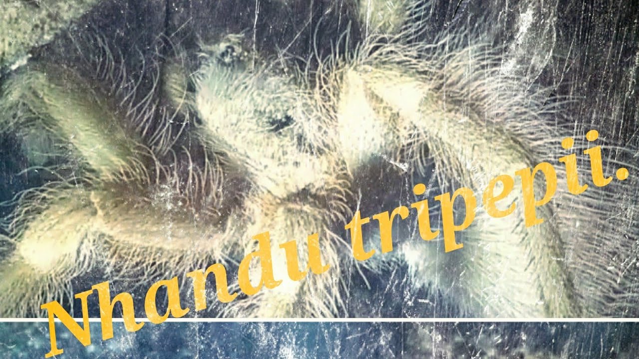 Nhandu tripepii: Brazilian giant blonde. - YouTube