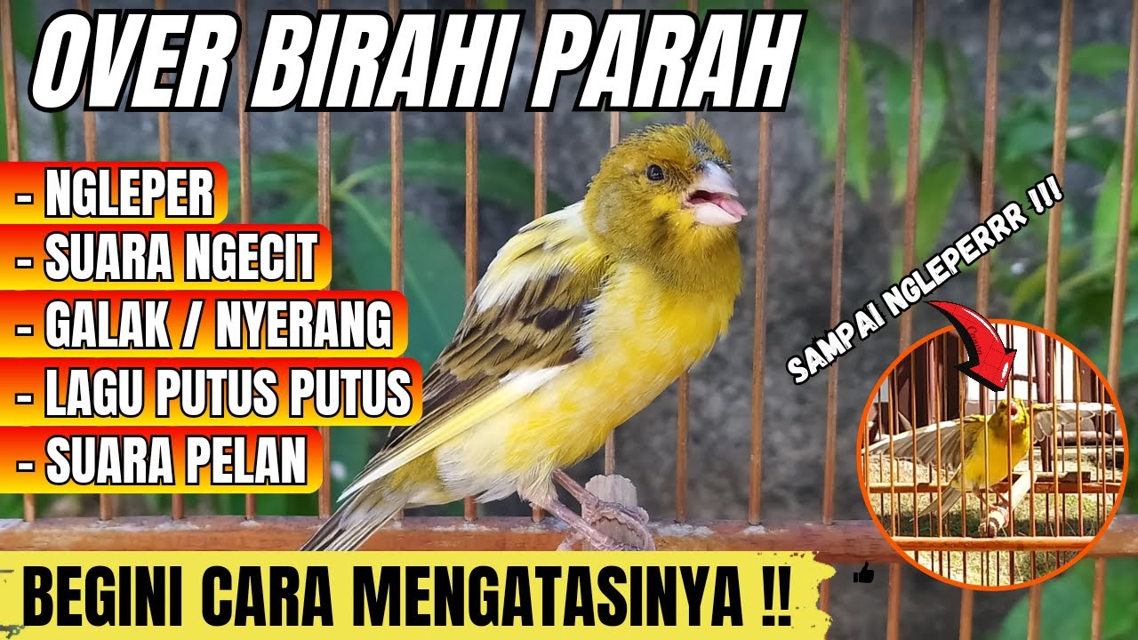 CIRI CIRI KENARI OVER BIRAHI DAN CARA MENGATASI 2 MINGGU SEMBUH - YouTube