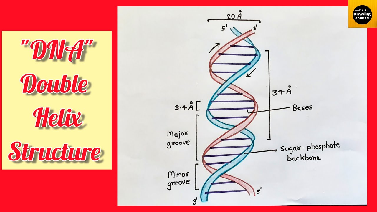How to draw "DNA Double helix structure " in easy way for beginners ...
