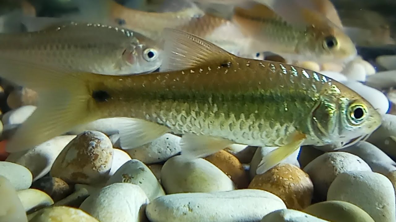 Ikan Sungai - YouTube