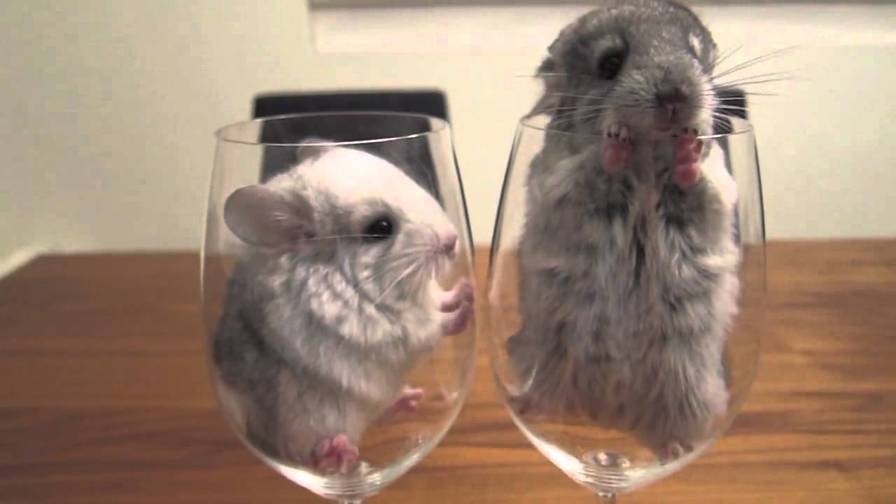 Chinchis bebés y copas - YouTube