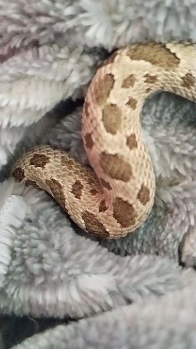 Hognose Snake digging - YouTube