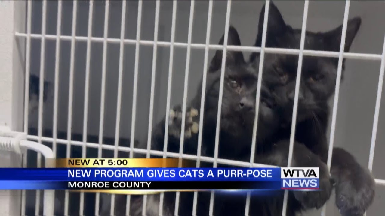 Amory's barn cat program helps stray cats and farmers - YouTube