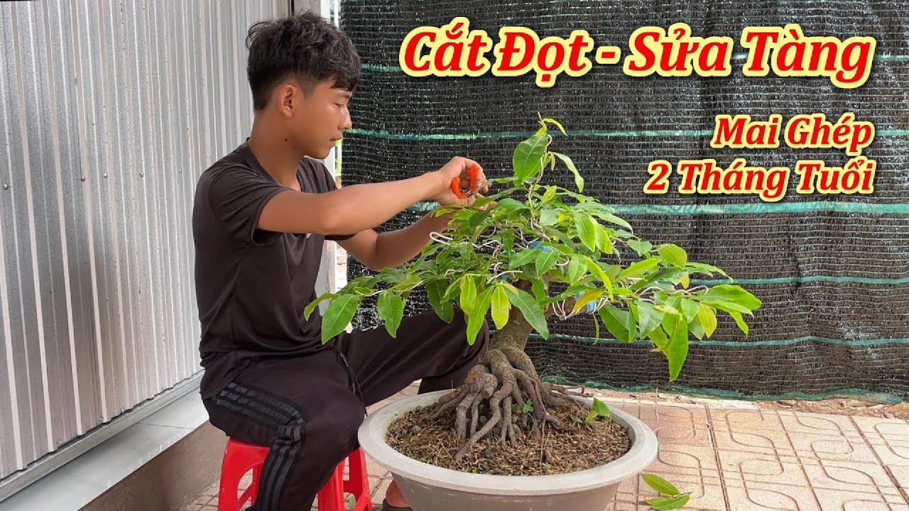 Cắt Đọt, Sửa Tàng Cho Mai Ghép 2 Tháng Tuổi - Mai Vàng Duy Hiếu - YouTube