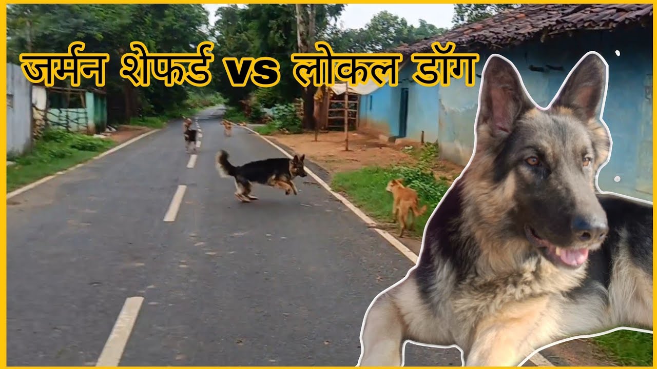 German shepherd vs local dog fight scene 😈 || - YouTube