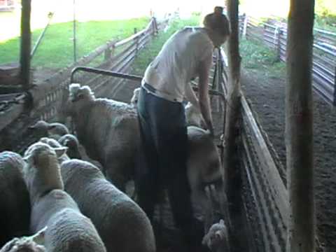 Tipping an ewe.