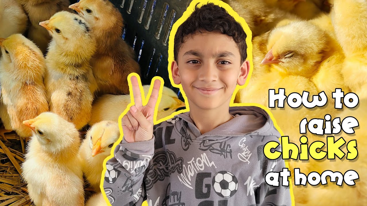 How to raise chicks at home - Part 1 - YouTube