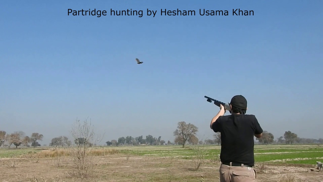 Partridge hunting in Pakistan - YouTube