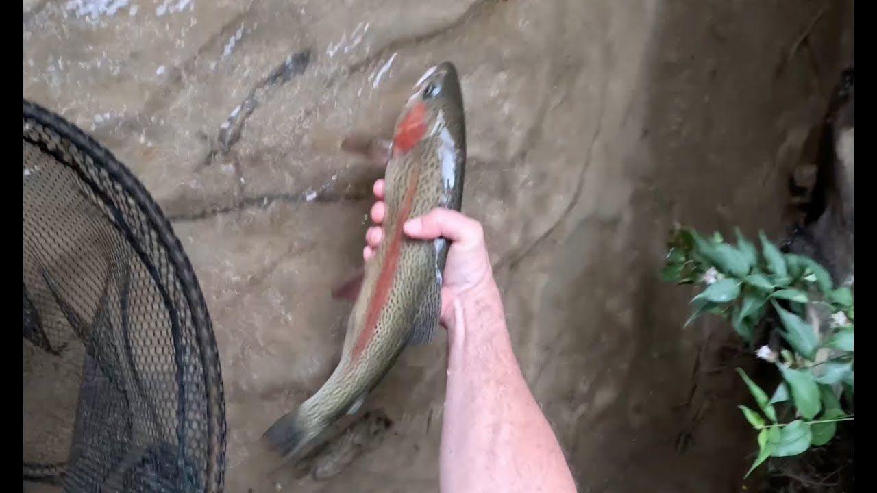 fly fishing a beautiful wild rainbow trout in an amazing tiny spring ...