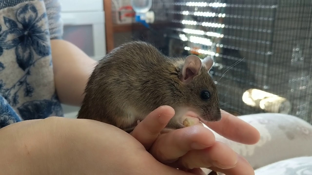Rat eating a Cashew nut starts coughing until we give her a drink of ...