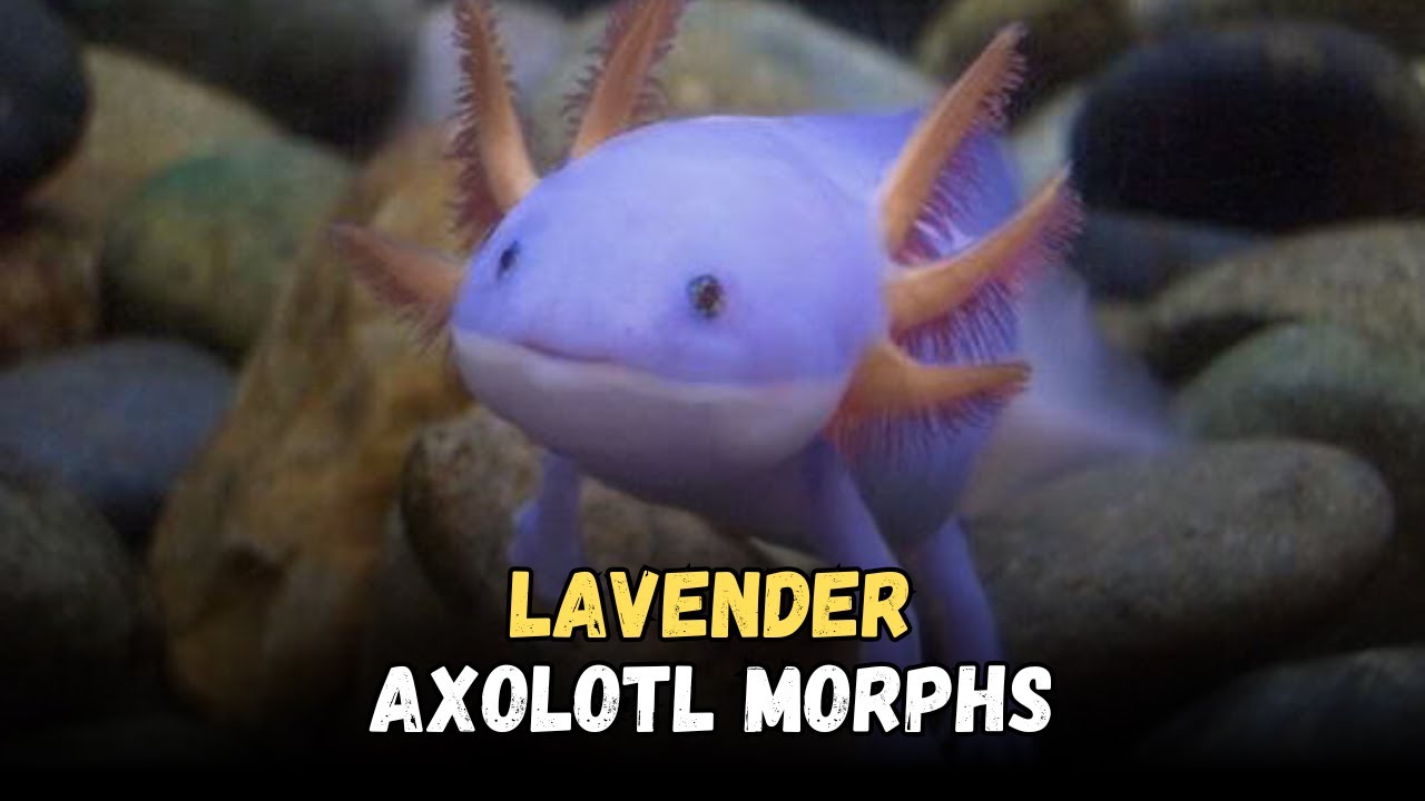 Lavender Axolotl - Types Of Axolotl Morphs, Care Guide for Beginners ...