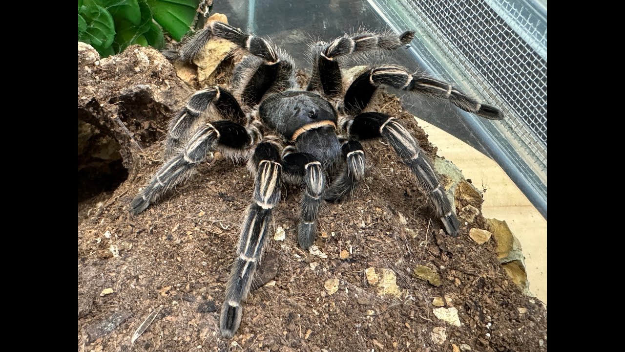 Aphonopelma seemanni , Costa Rican Zebra " Stripe Knee Tarantula ...