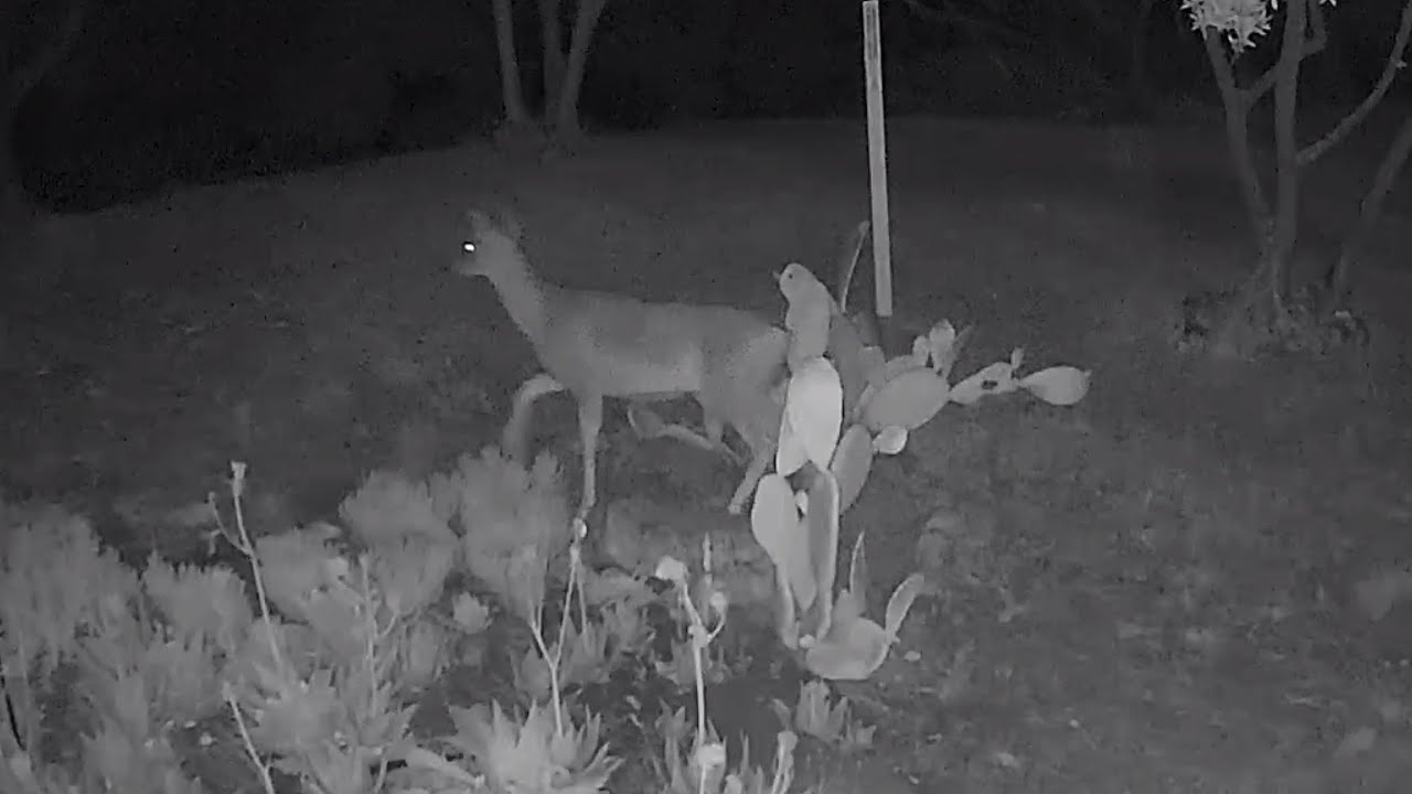 2020 06 07 Bump buck at night - YouTube