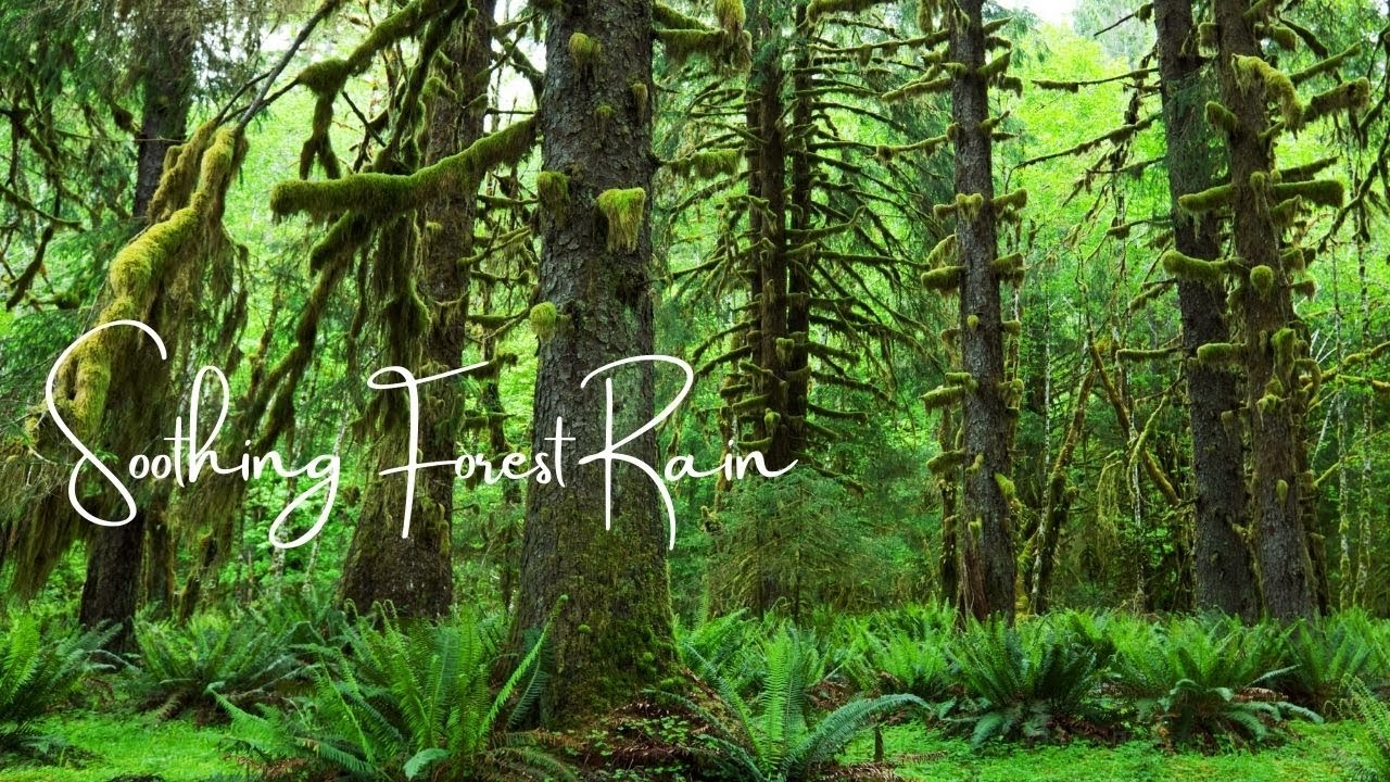Heavy Forest Rain || Rain Sounds || Stress Relief Zone - YouTube