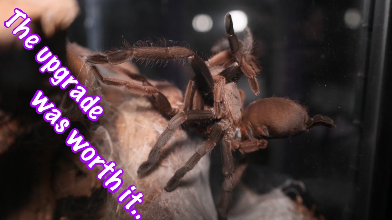 Tarantula Mating In 4K - Phlogius Sarina - YouTube