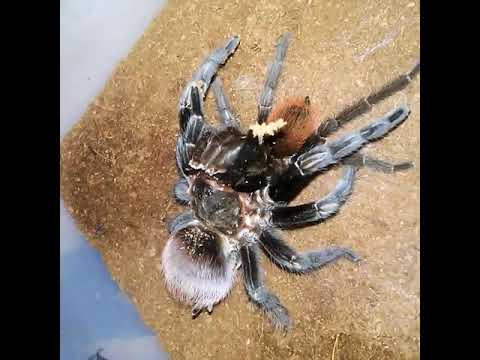 Tarantula katel kawen kawin enak tenan