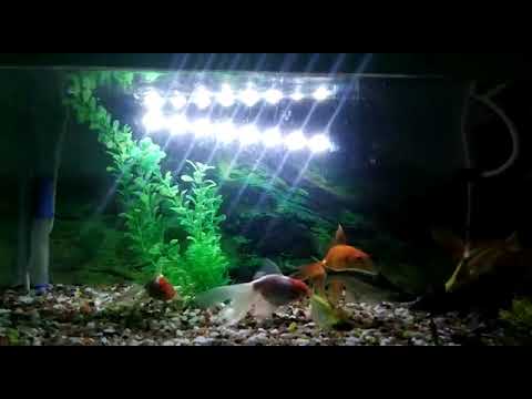 My Aquriam my friends // WhatsApp status video // on tkUniverse