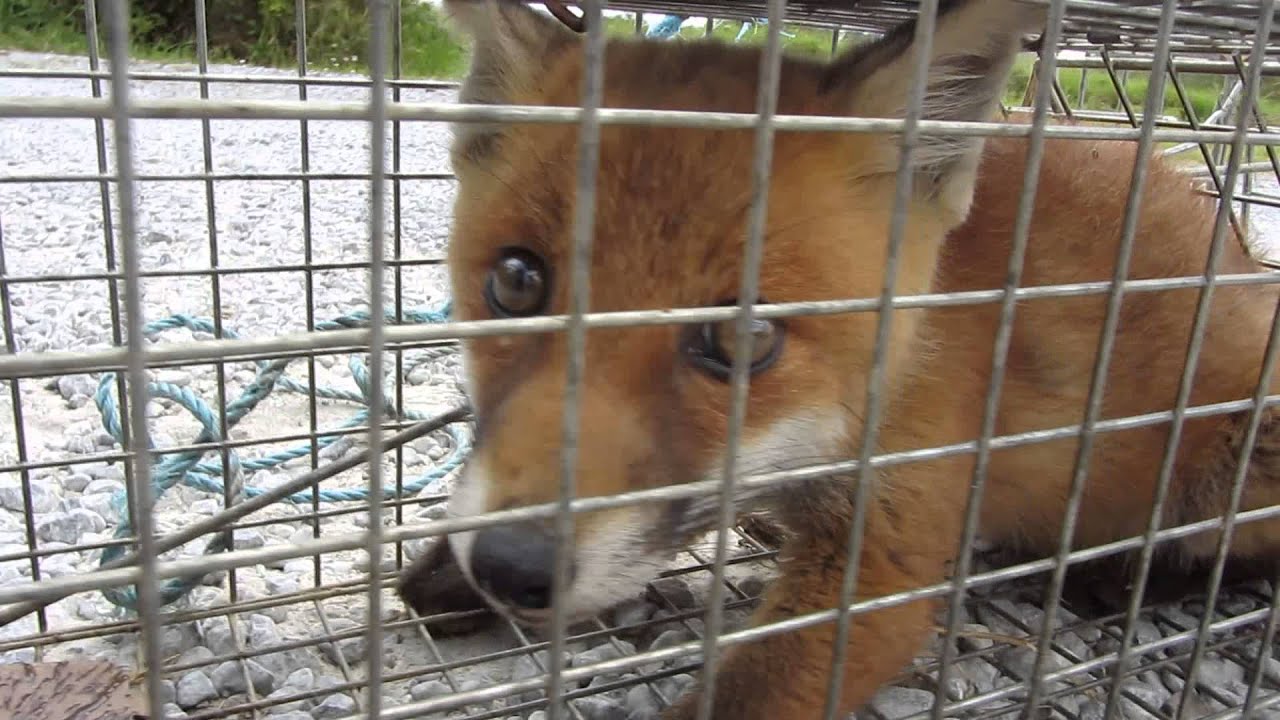 fox cub in a mink cage - YouTube
