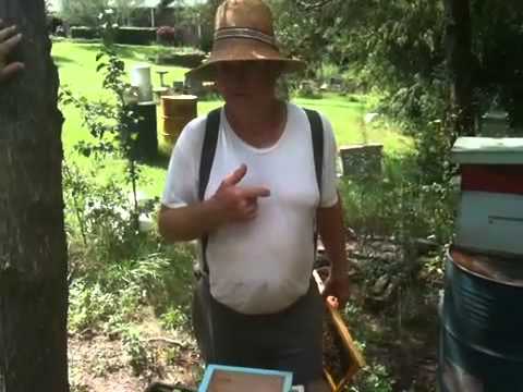 Fat Bee man - YouTube