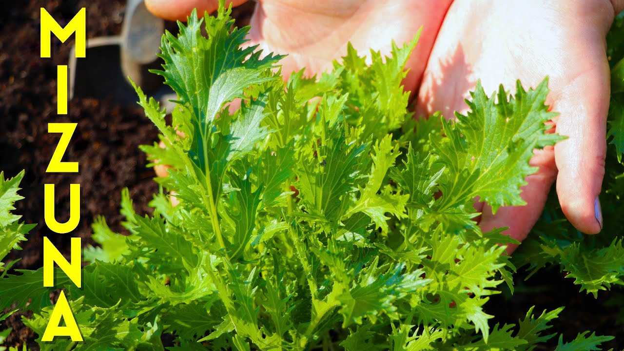 MIZUNA, DESCUBRA OS USOS DESTE VEGETAL ÚNICO E QUE PODE SUBSTITUIR ...