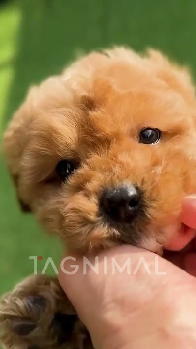 Tagnimal Matt (Goldendoodle) - YouTube