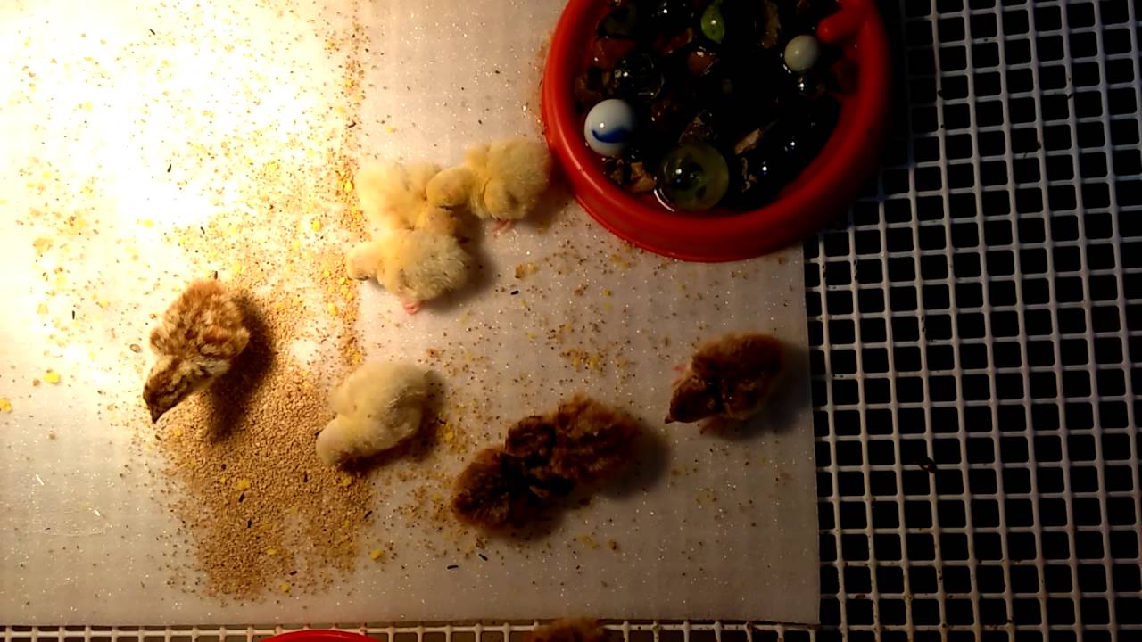 White English Partridge chicks - YouTube