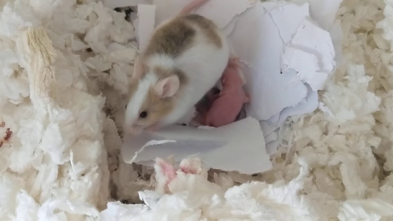 Small mouse pups - YouTube