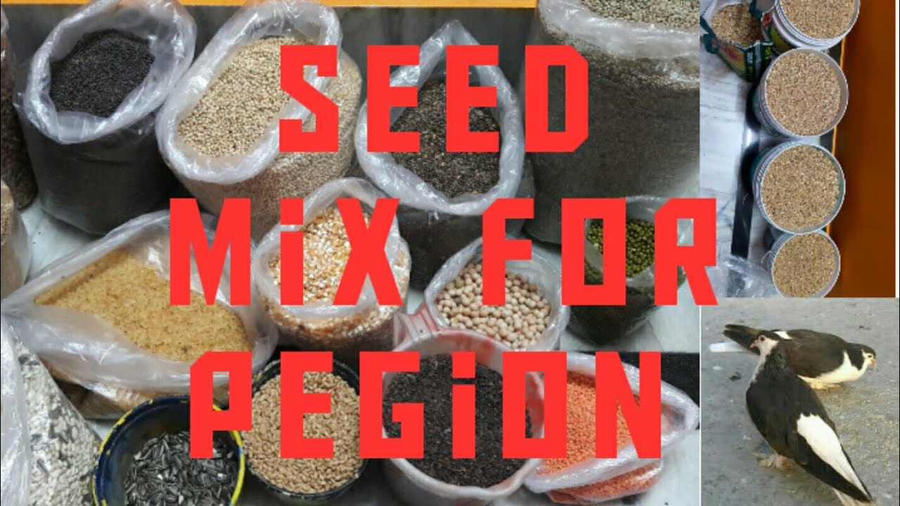Seed mix for Pigion (sri animal world ) - YouTube