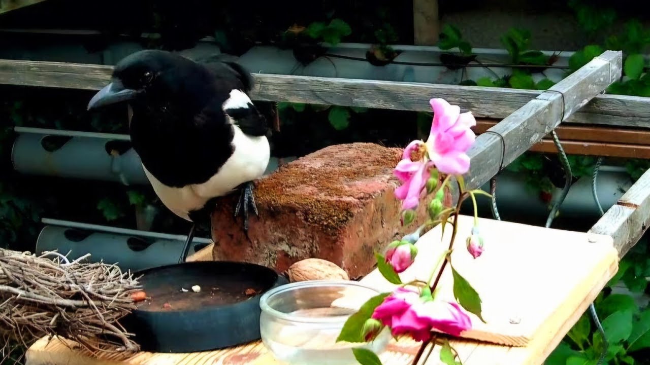 MAGPIE - BREAKFAST WITH ROSES - #birds #magpie #wildlife #birdwatching ...
