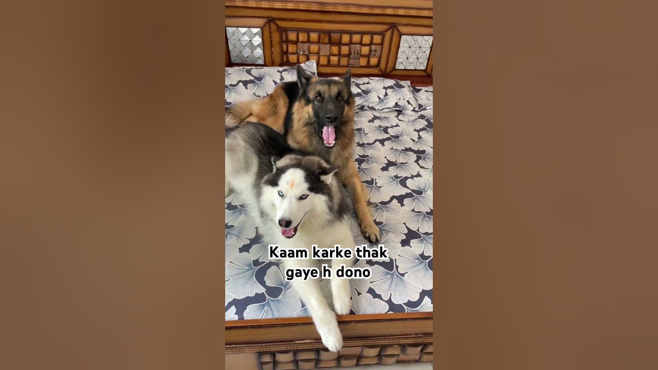 Kaam karke thak gaye h dono🤪 #shortsfeed #shorts #youtubeshorts #funny - YouTube