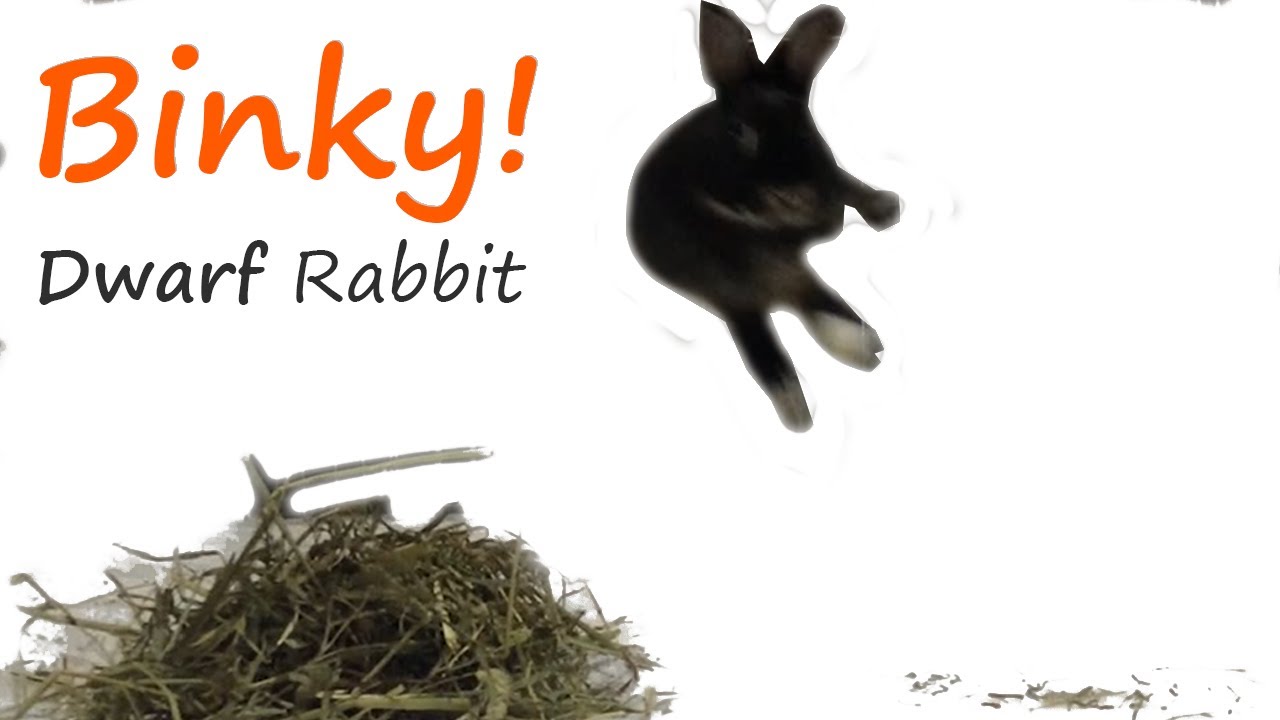 Wabbit Rabbit HOP!!! Binky Flop a Netherland Dwarf Rabbit! - YouTube