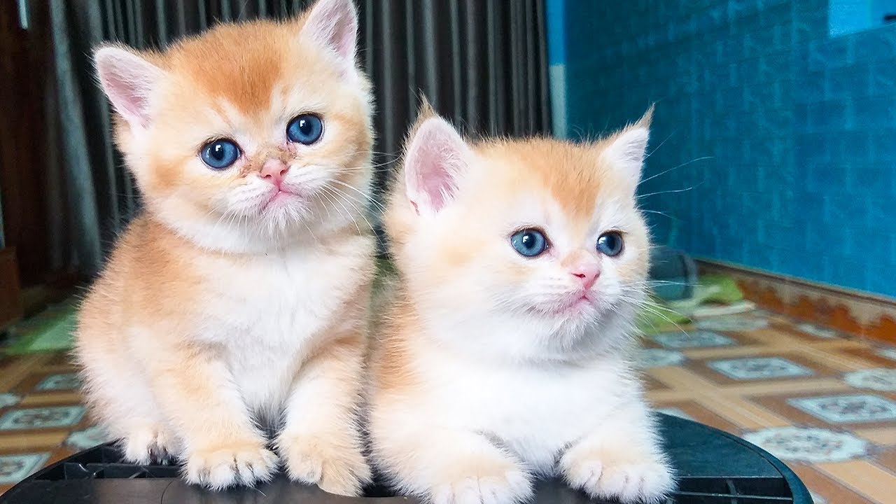 Colorful kittens run around their mother, meowing - Cute cat video ...