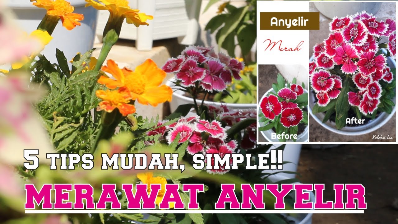 5 RAHASIA!! MERAWAT BUNGA ANYELIR - YouTube