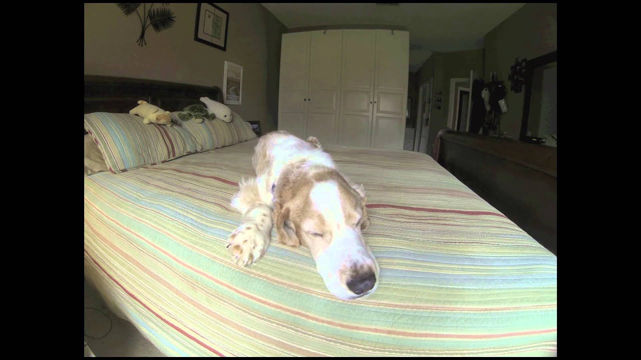 My Dog Sleeping at Home - Time Lapse - YouTube