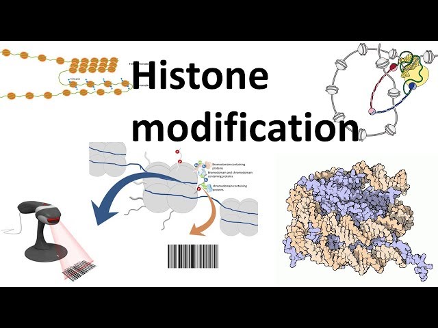 Histone Modification