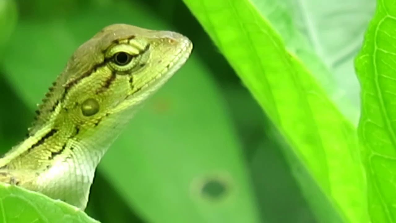 1080p Video | 4K HD Video | Ultra HD Videos | HD Video - YouTube